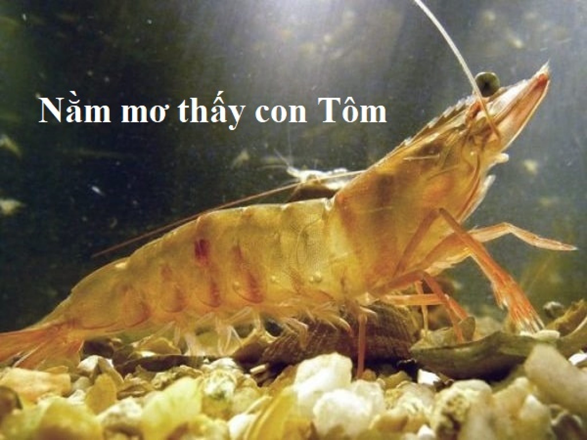 Con Tôm là số mấy ? Nằm mơ thấy con Tôm đánh con số gì ? Có ý nghĩa gì