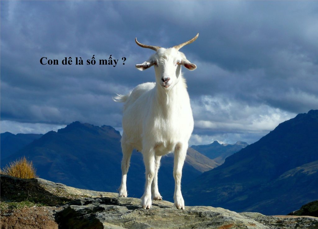 Con Dê là số mấy ? Nằm mơ thấy con dê là điềm báo gì ? Điềm lành hay dữ