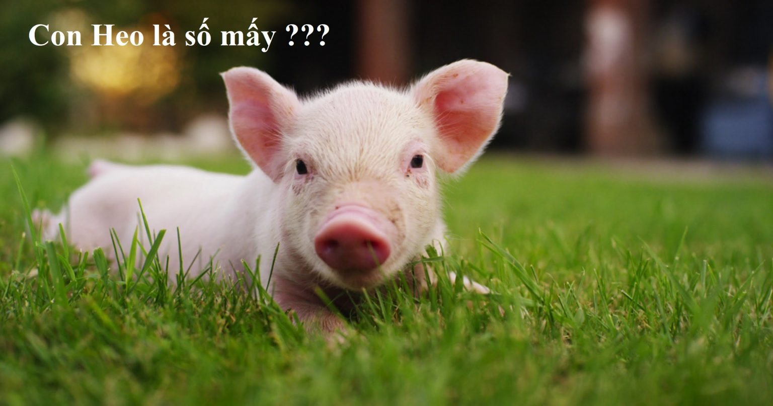 Con Heo là số mấy ? Nằm mơ thấy con lợn ( con heo ) nên đánh số gì