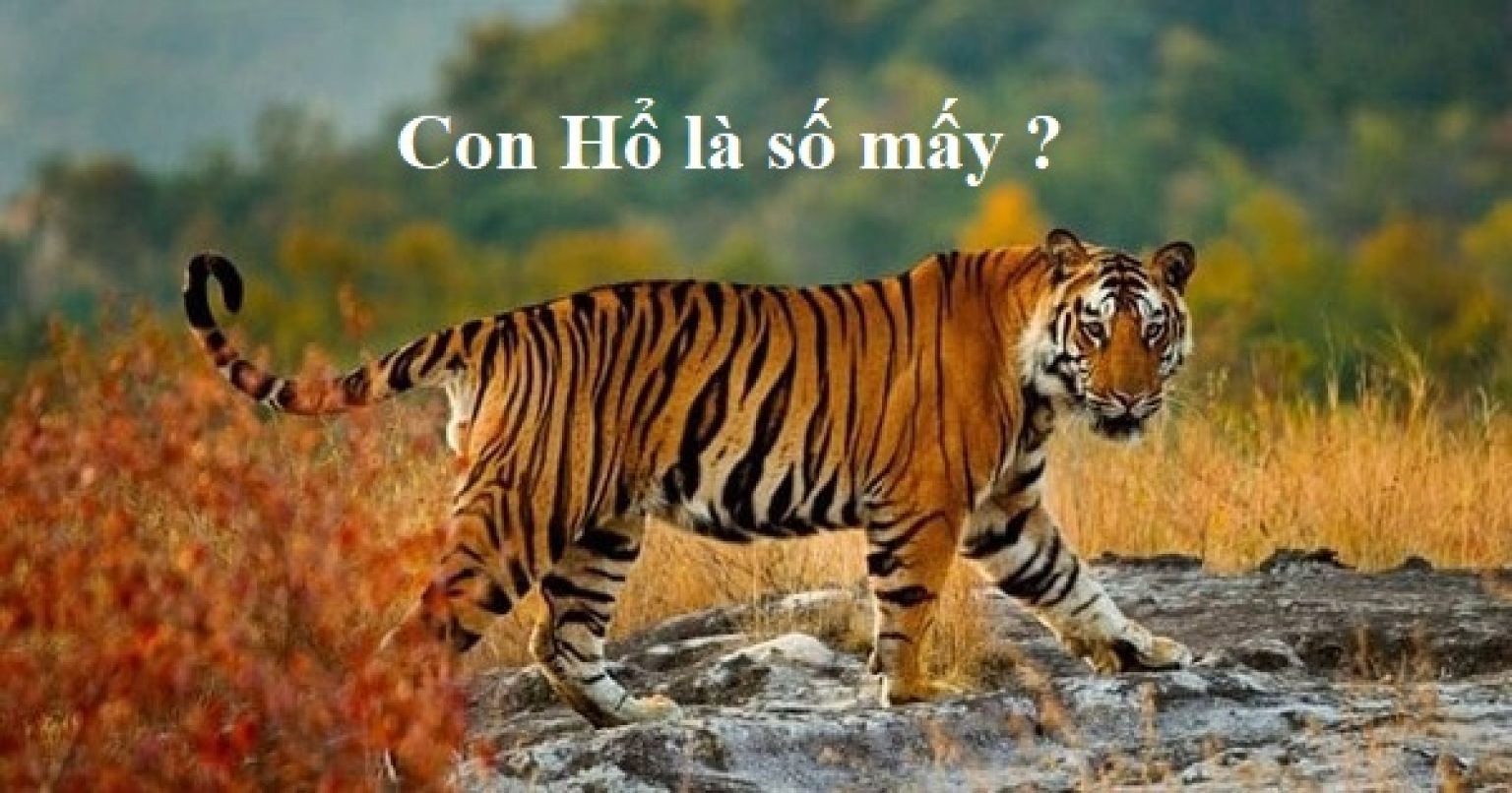 Con Hổ là số mấy ? Cọp số mấy ? Nằm mơ thấy con Hổ đánh con số gì