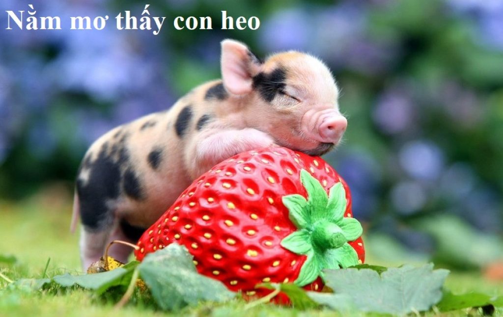 Con Heo là số mấy ? Nằm mơ thấy con lợn ( con heo ) nên đánh số gì