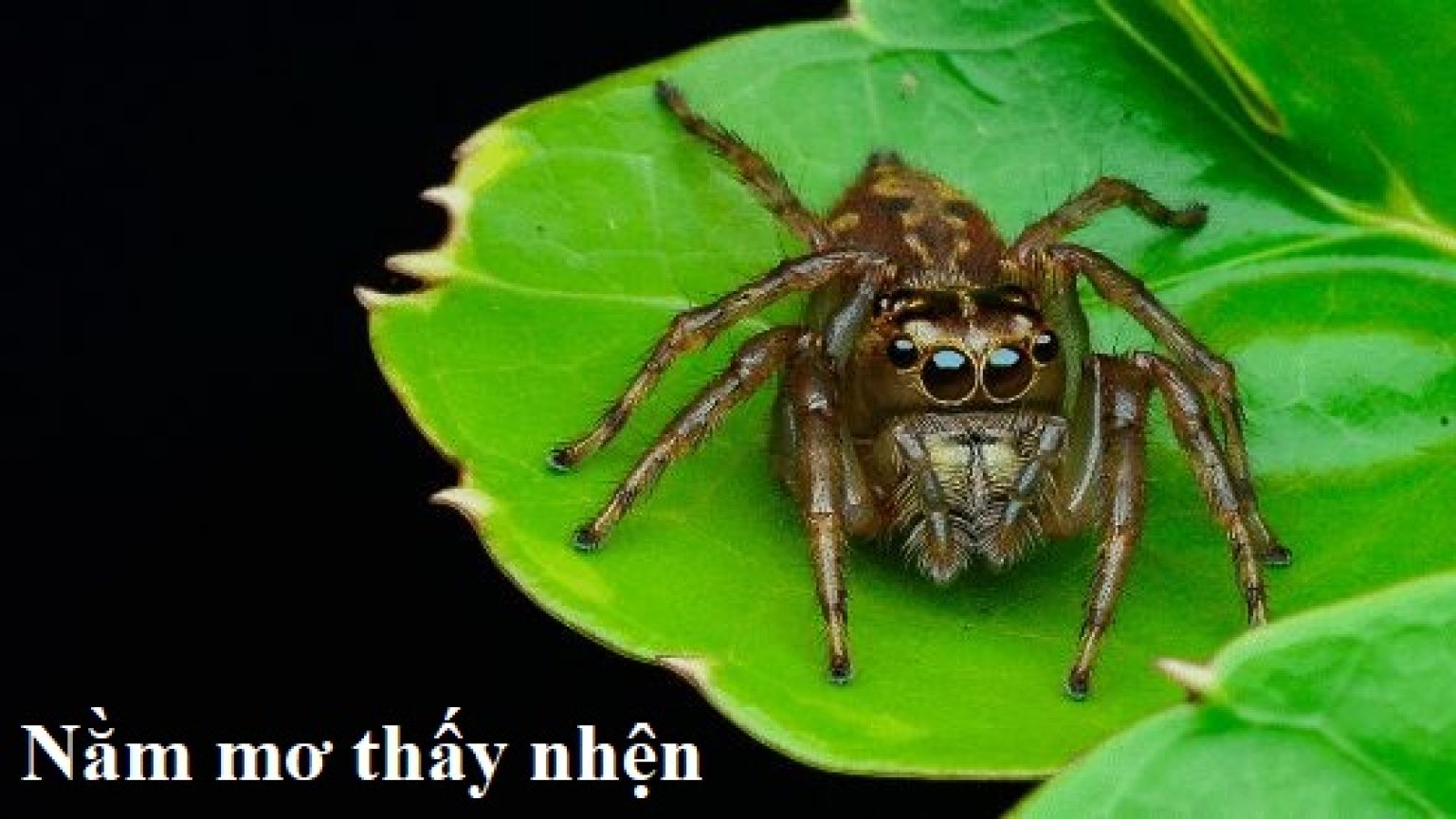 Con Nhện là số mấy ? Nằm mơ thấy Nhện là điềm gì ? Điềm lành hay dữ