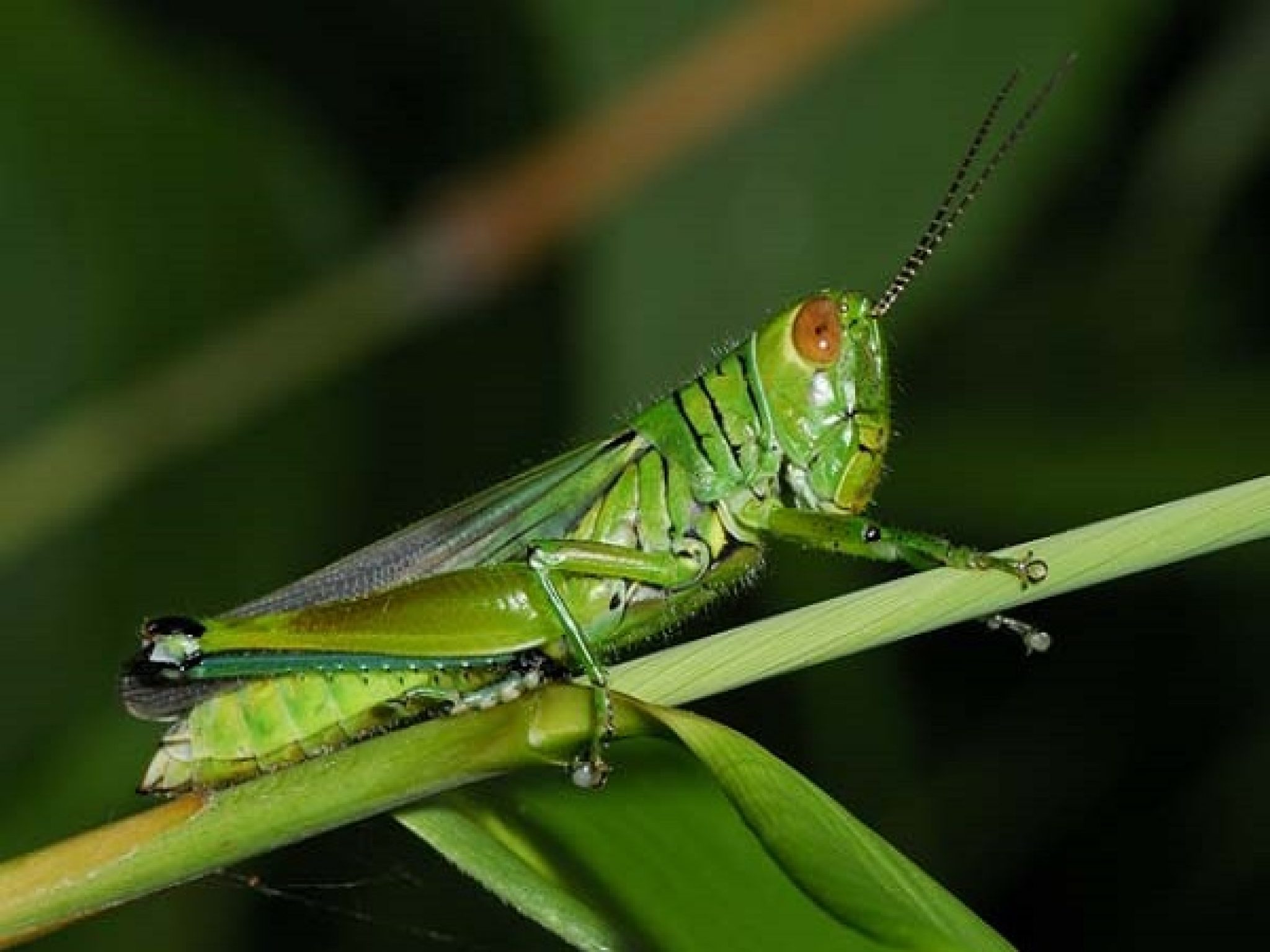 Châu Chấu là số mấy ? Mơ thấy Châu Chấu có điềm gì ? Tốt hay Xấu