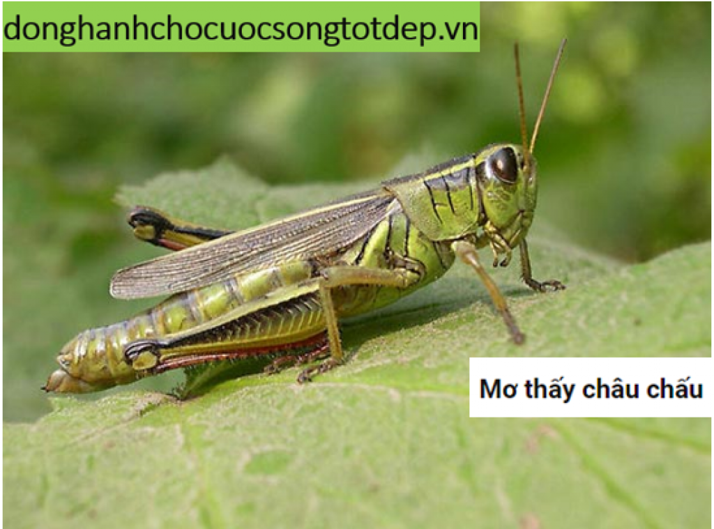 Châu Chấu là số mấy ? Mơ thấy Châu Chấu có điềm gì ? Tốt hay Xấu