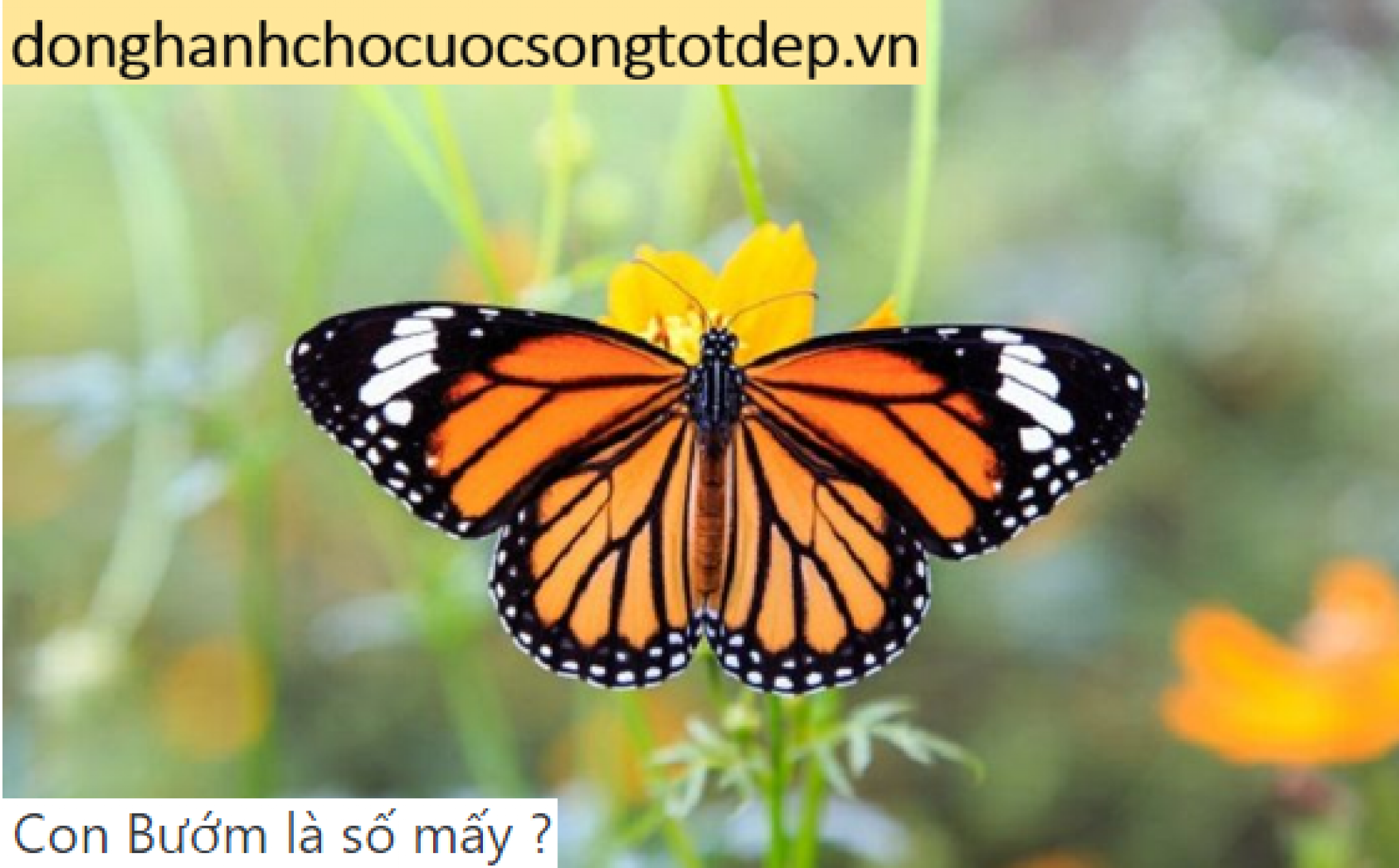 Con Bướm là số mấy ? Mơ thấy con Bướm đánh con gì ? Điềm báo gì