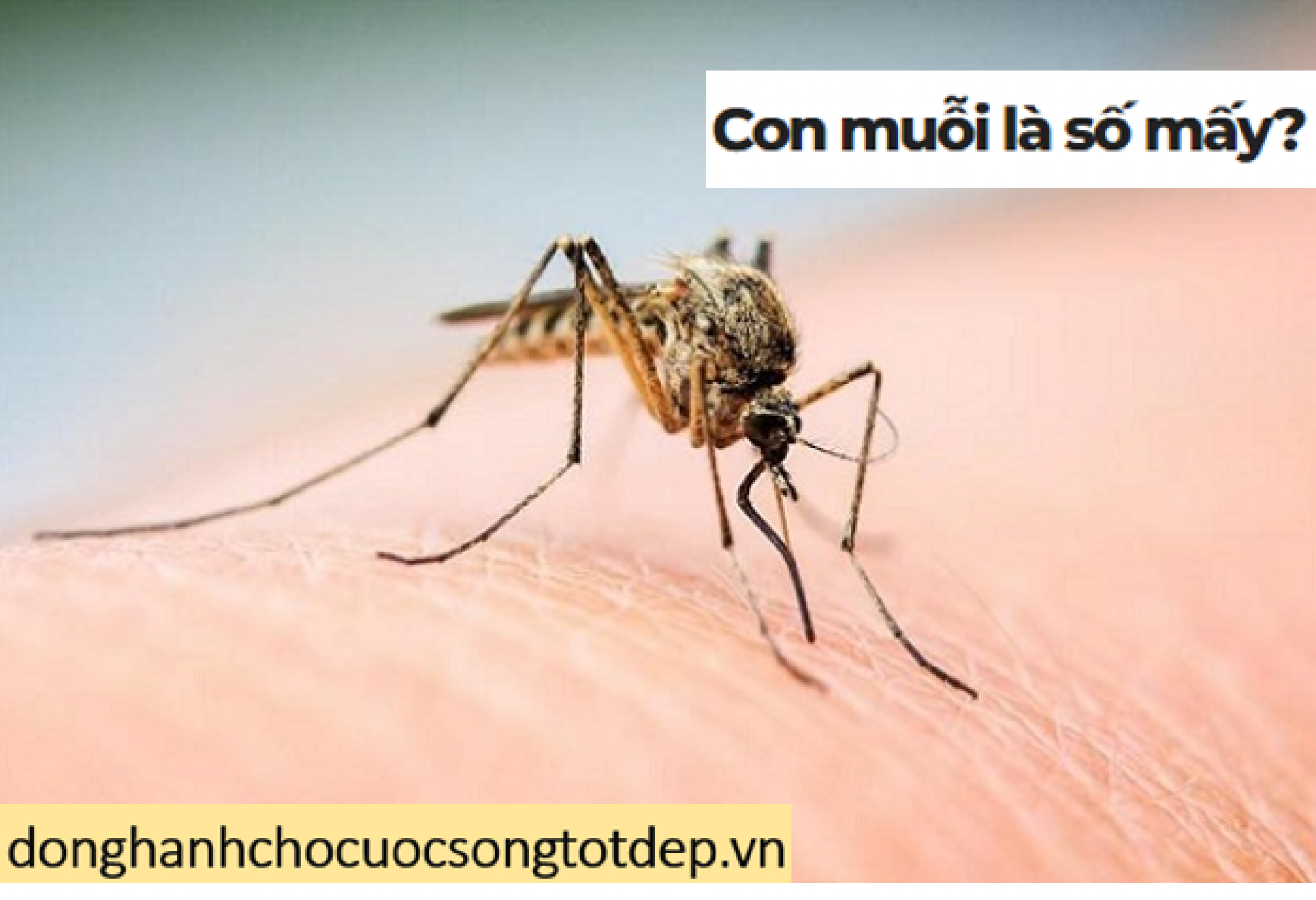 Con Muỗi là số mấy ? Mơ thấy Con Muỗi có điềm gì ? Tốt hay xấu