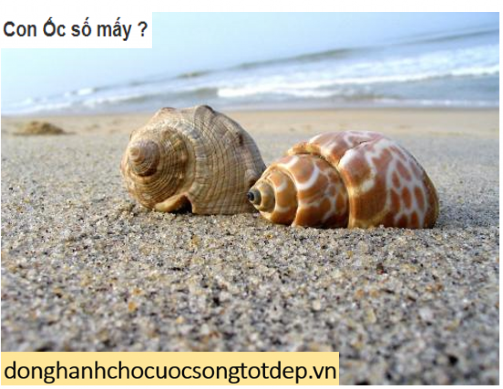 Con Ốc là số mấy ? Mơ thấy Ốc đánh con gì ? Điềm báo có Tốt không
