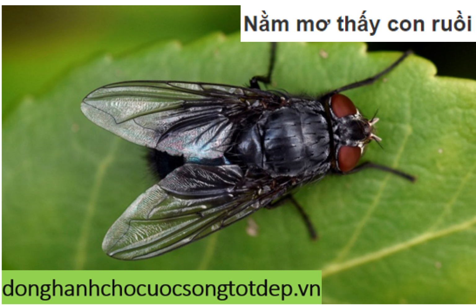 Con Ruồi là số mấy ? Mơ thấy Con Ruồi có điềm gì ? Tốt hay Xấu