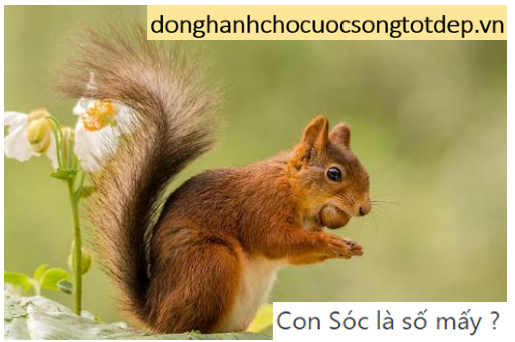 Con Sóc là số mấy ? Mơ thây Con Sóc đánh con gì ? Là điềm gì