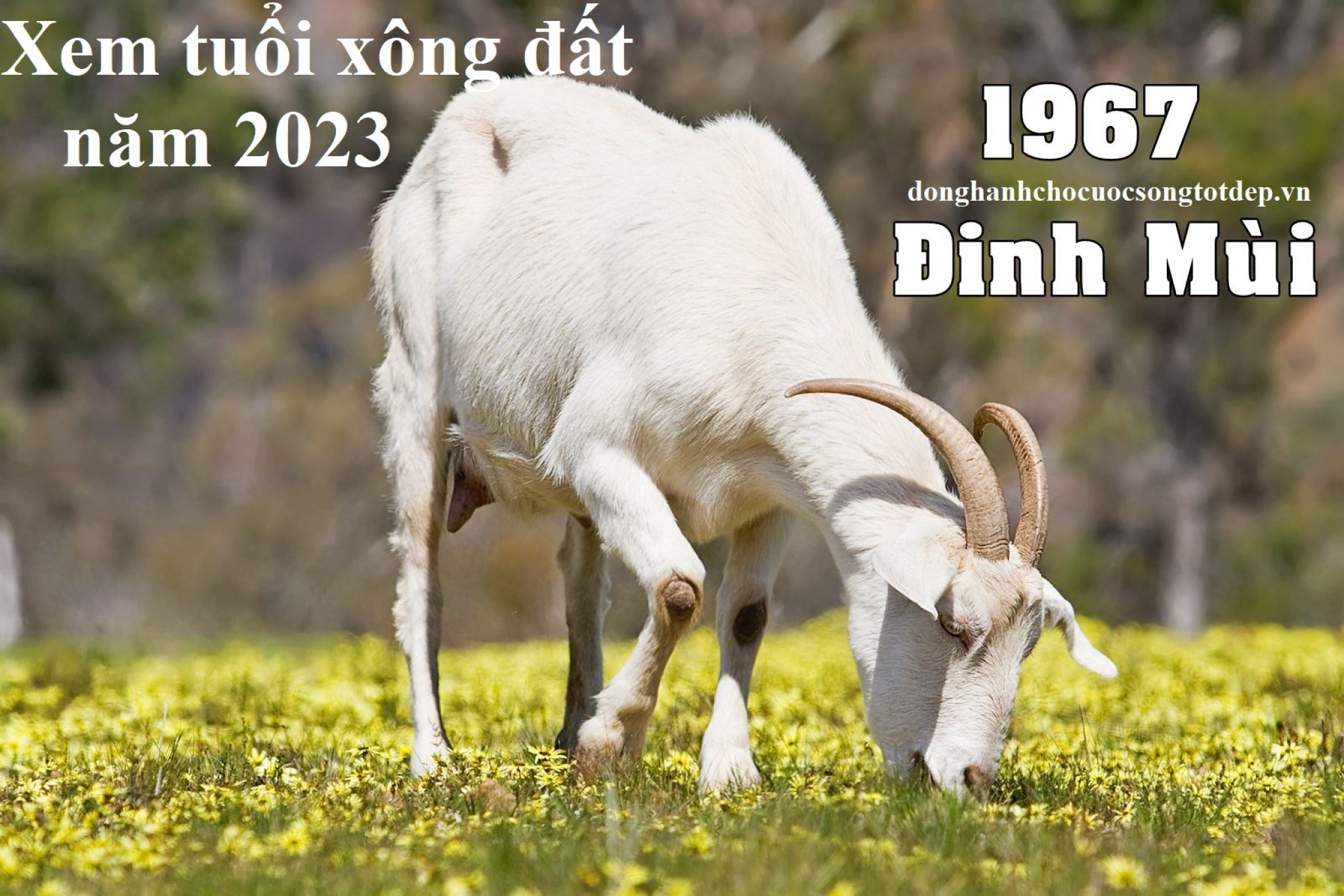 Xem tuổi xông đất năm 2023 cho tuổi Đinh Mùi 1967 An Khang - Thịnh Vượng