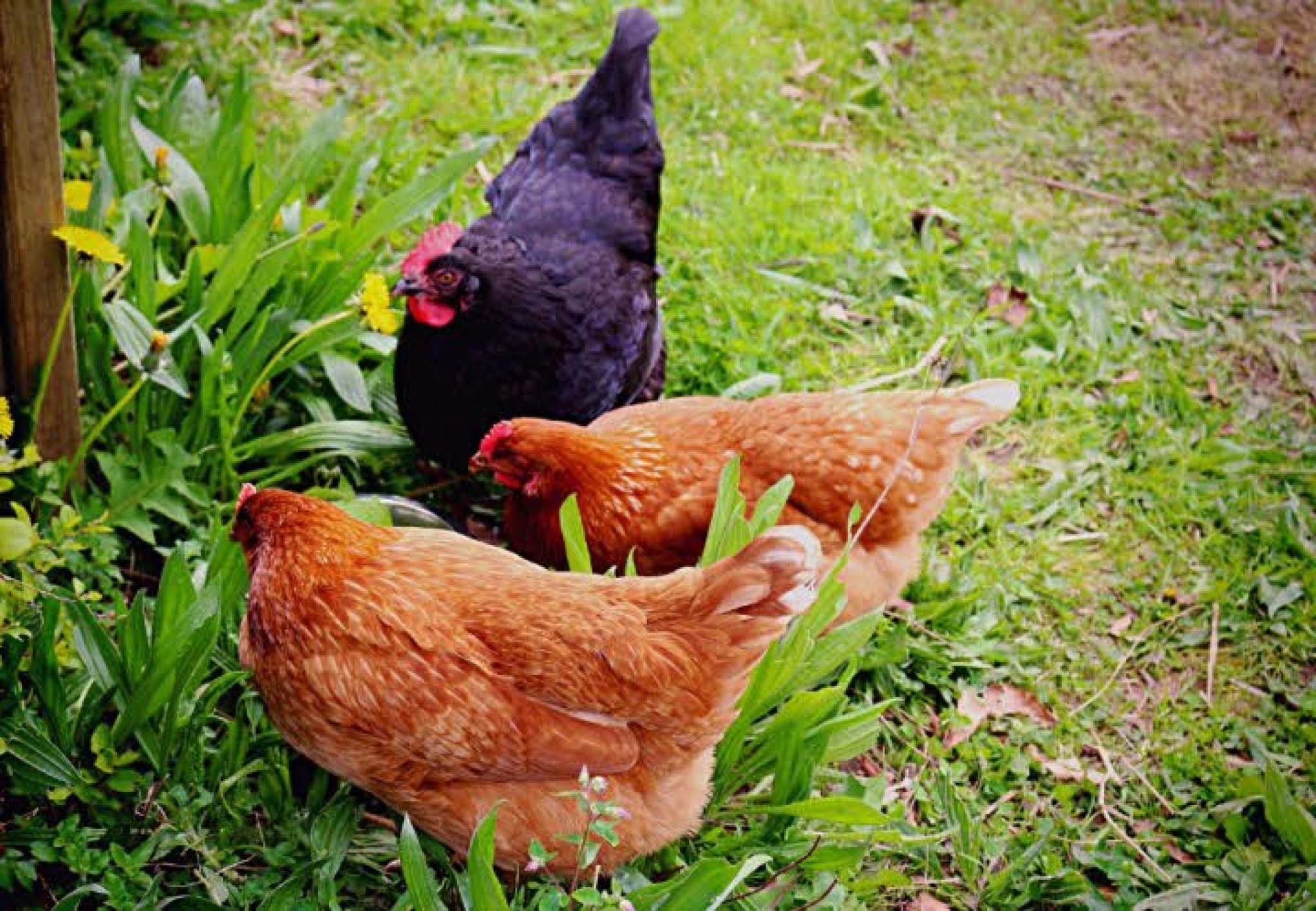 Con gà là số mấy ? Mơ thấy gà đánh con gì ? Là điềm báo Tốt hay Xấu